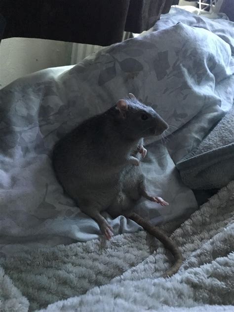 Big Lad Atlas Decided To Come And Watch Telly With Me R Rats