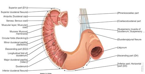 Duodenum Anatomy Parts