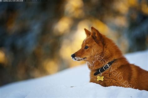 Kuva Suomen Pystykorva Suomen Pystykorva Pystis Pikinokka