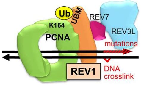 Figure 1 From Small Molecules That Bind To The Ubiquitin Binding Motif