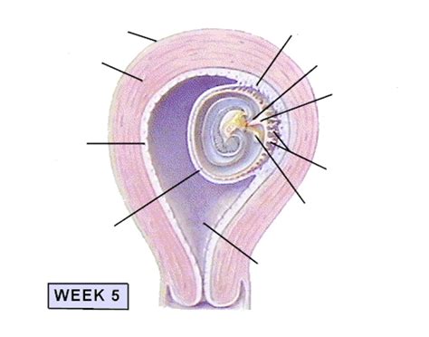 Layers Of The Endometrium During Pregnancy Quiz