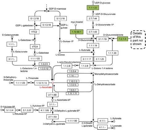 The Ascorbate And Aldarate Metabolism Pathway Eliminated By Minpath Download Scientific