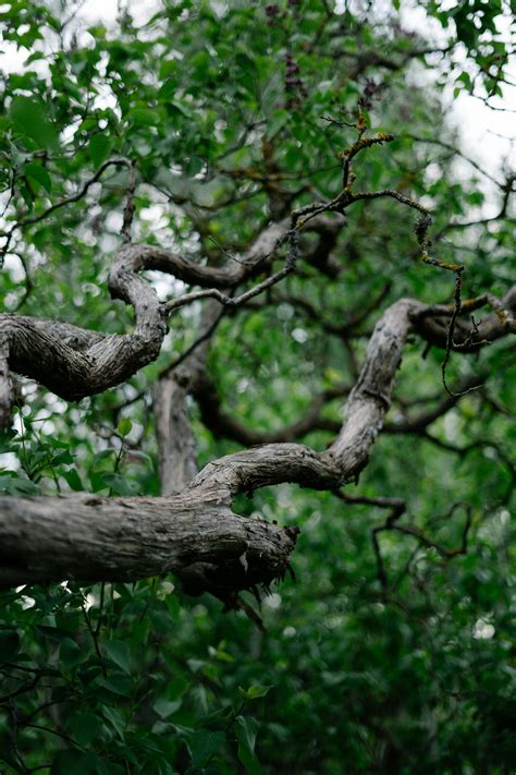 Бесплатные стоковые фото на тему биом биоразнообразия ботанический вертикальный выстрел