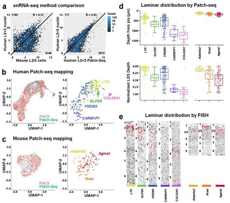 Classification Of Human Patch Seq Neurons From Supragranular Cortex Download Scientific Diagram