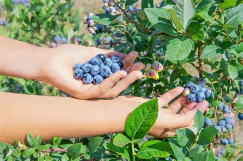 3 In 1 Blueberry Bush Northern Highbush For Sale Buying And Growing