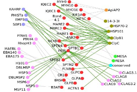 The Subnetwork Of Human Cytoskeletal Proteins Interacting With P Download Scientific Diagram