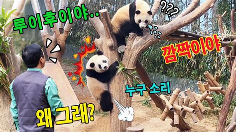 세상에💥후이and루이는 강바오 할부지의 소리를 듣고 즉시 도망쳤다💨👀할부지는 사과와 당근으로 달래려고 하셨어🤦‍♂️ㅋㅋ Youtube