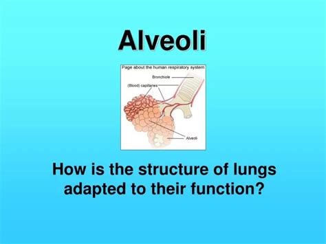 PPT Alveoli PowerPoint Presentation Free Download ID 5511107