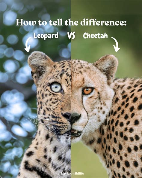 Visual Differences Between Cheetah And Leopard Lillie Marln Cheetah Vs