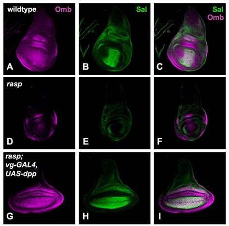 Lipid Modification Of Secreted Signaling Proteins Abstract Europe Pmc