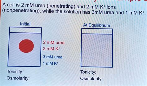 Solved Find The Tonicity And Osmolarity Of Before And After