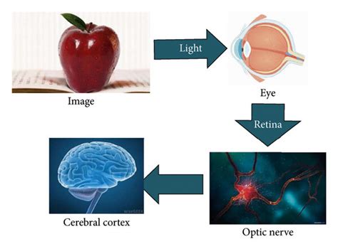 Humans Information Perception Through The Vision System Download