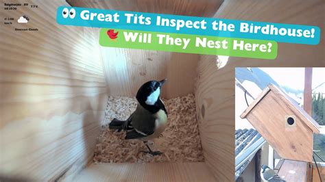 Great Tits Routine Visit Still Searching For The Perfect Nest Youtube