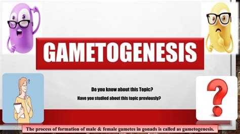 Gametogenesis Male Gametes Formation Process Spermatogenesis Pdf