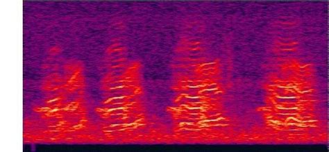 spectrogram of one series of four simultananeous chirps produced by