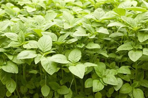 Amaranthus Leaf Cultivation తోటకూర సాగులో పాటించాల్సిన జాగ్రత్తలు