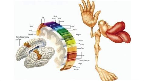 Somato Sensorische Cortex Youtube