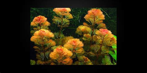 Кабомба Фурката / Cabomba Furcata