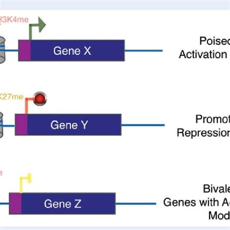 Chromatin Modifications Determine Gene State Histone Modifications