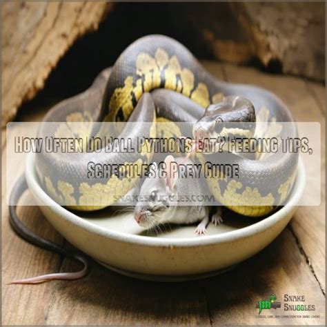 How Often Do Ball Pythons Eat Feeding Tips Schedules And Prey Guide