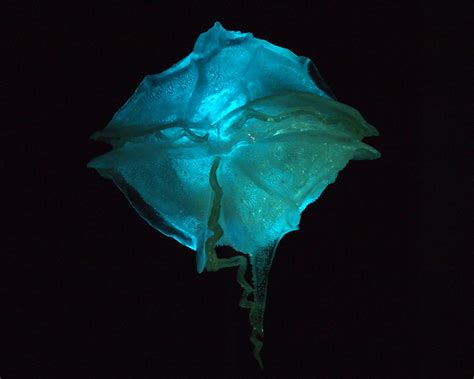 Vampire Squid Bioluminescence