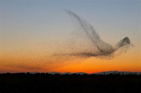 Particle Swarm Optimizer Pso Algorithm Evolutionary Genius