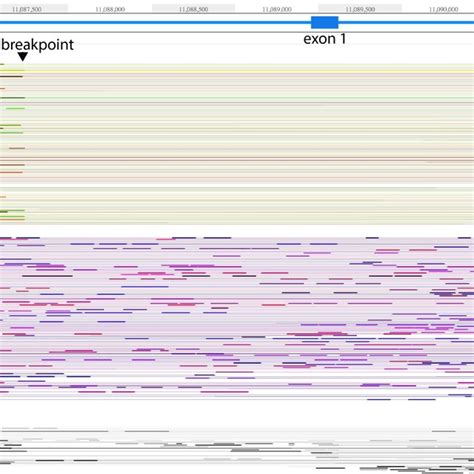 Phased X Sequencing Results From Subject In Kindred Showing The Download Scientific