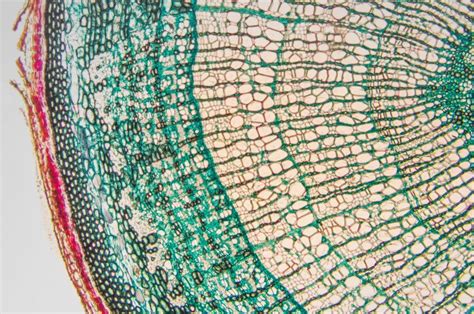 Supporting Tissues In Plants