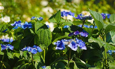 Bunga Bunga Bunga Biru Kebun Foto Gratis Di Pixabay Pixabay