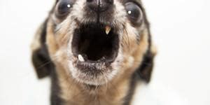 Cepille Los Dientes Del Perro