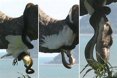 Carpet Python Eating Cockatoo
