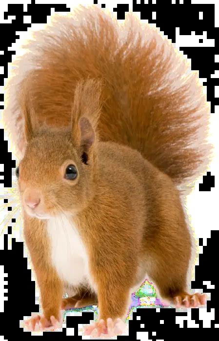 تصاویر سنجاب واقعی دوربری شده با فرمت Png و کیفیت عالی