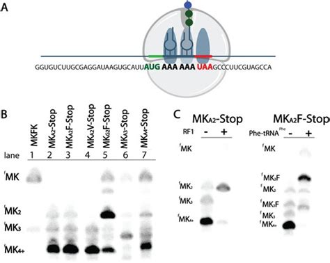 Ribosomes Slide On Lysine Encoding Homopolymeric A Stretches Elife