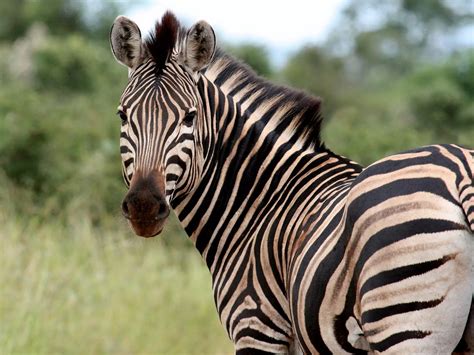 TheZebra is a price-comparison site backed by Mark Cuban. | Business ...