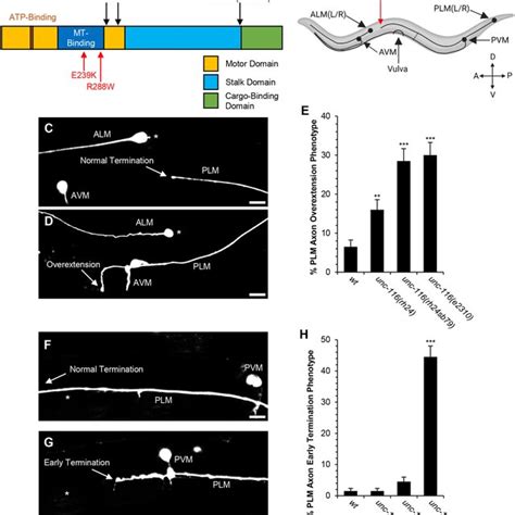 Loss Of Unc 16 Jip3 Function Causes Plm Axon Termination Defects A