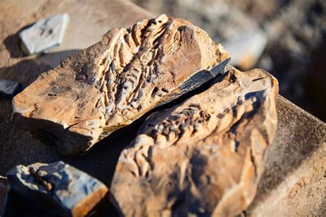 Mesosaurus Fossil Site Namibian Attractions Things To See In Namibia