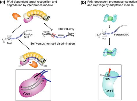 Pam Protospacer Adjacent Motif Sequence Properties Functions Examples −