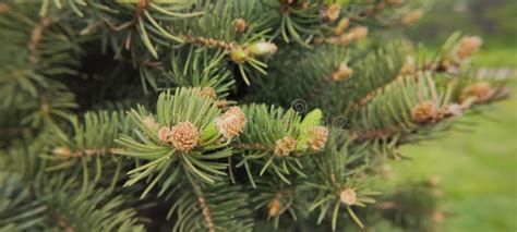 Wide Banner Of Branches Of A Green Spruce With Young Small Cones In