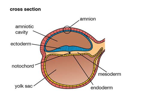 Gi Tract Development Flashcards Quizlet