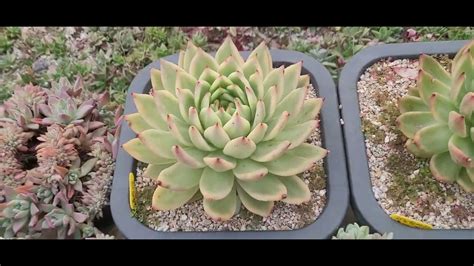 겨울에 냉해피해 없이 다육식물 관리방법 Youtube
