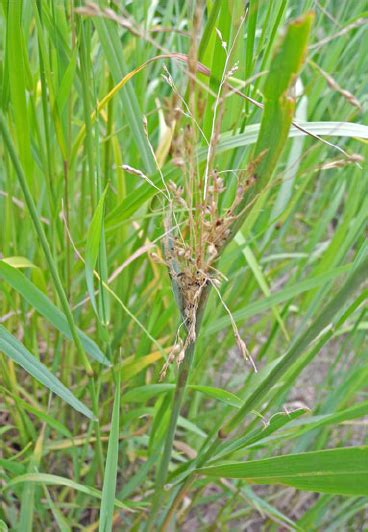 Infested Switchgrass Dacotah Tiller Demonstrating Typical Symptoms Of Download Scientific