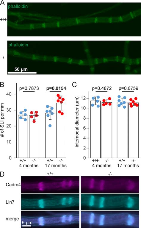 Sli Frequency Is Increased In Old Fa2h−− Mice A Phalloidin Staining