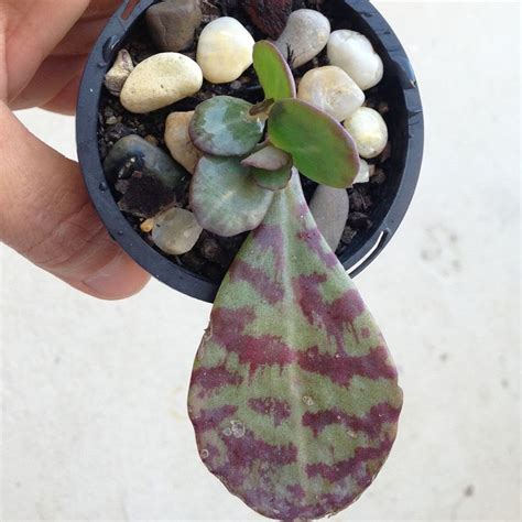 Pin On Succulent Succulents Deserts Paula