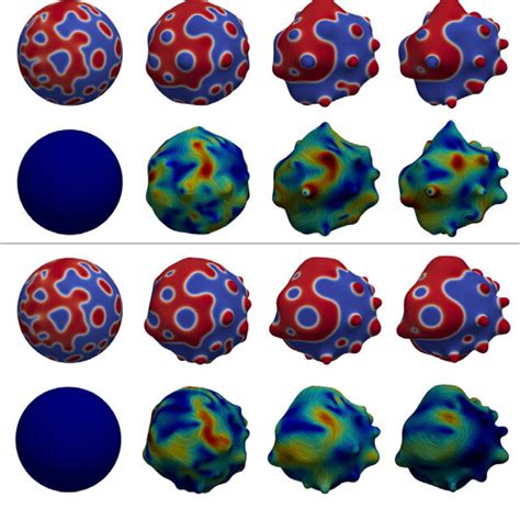 A B Snapshots Of The Relaxation Of The Two Component Fluid Deformable Download Scientific