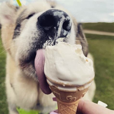 Ice Cream Meme Ice Cream Discover And Share S