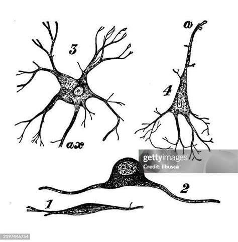 27 Ganglion Cells High Res Illustrations Getty Images