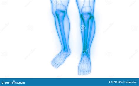 Human Skeleton System Tibia And Fibula Bone Joints Anatomy Stock Photography CartoonDealer Com