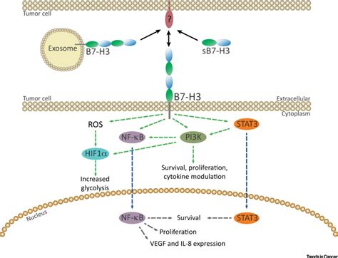 B7 H3 In Cancer Beyond Immune Regulation Trends In Cancer