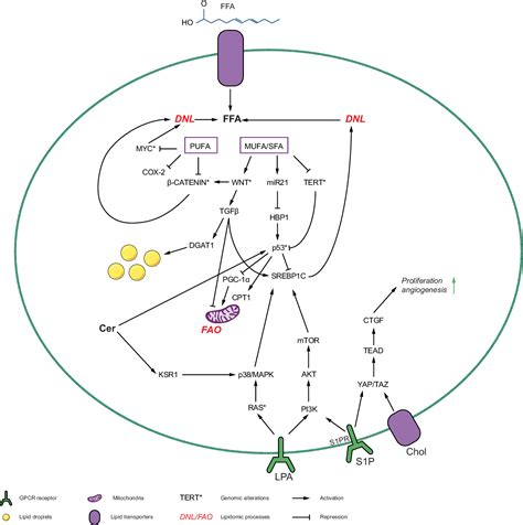 Figure 2 From Lipid Alterations In Chronic Liver Disease And Liver