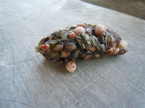 Animals Identifying From Droppings Walter Reeves The Georgia Gardener